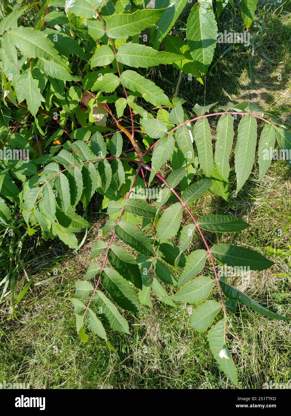 smooth sumac (Rhus glabra Stock Photo - Alamy