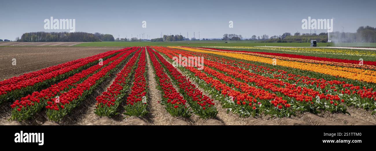 Tulip field with different colours in springtime as a panorama ...