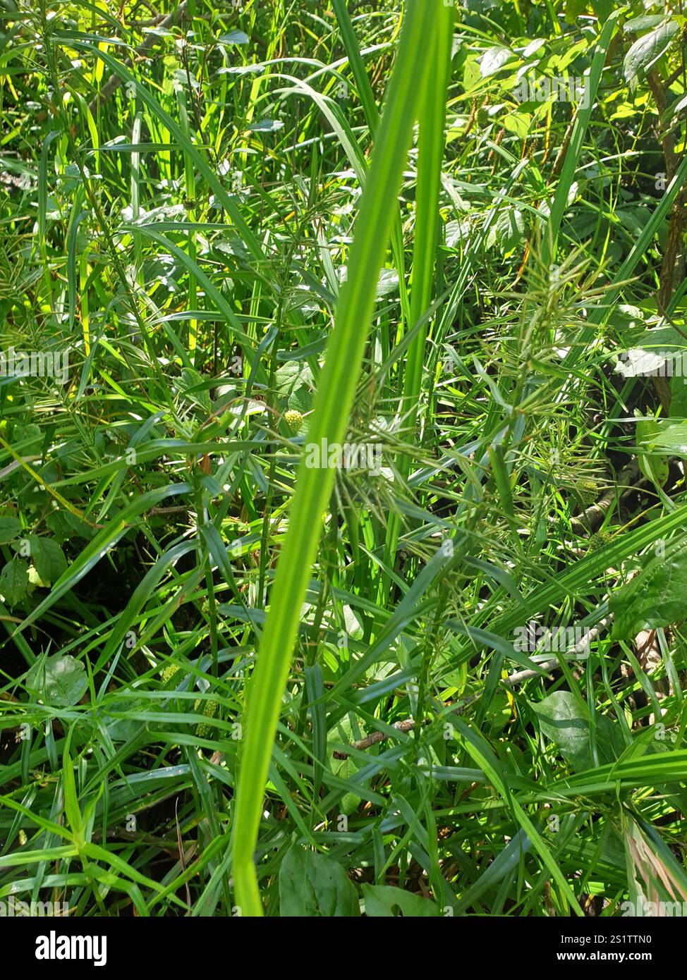 Three-way Sedge (Dulichium arundinaceum Stock Photo - Alamy