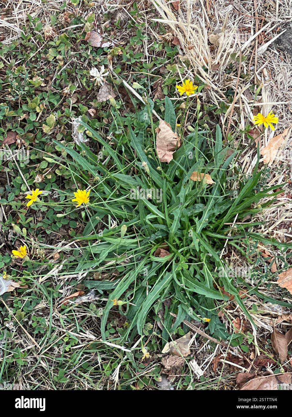 Autumn Hawkbit (Scorzoneroides autumnalis Stock Photo - Alamy
