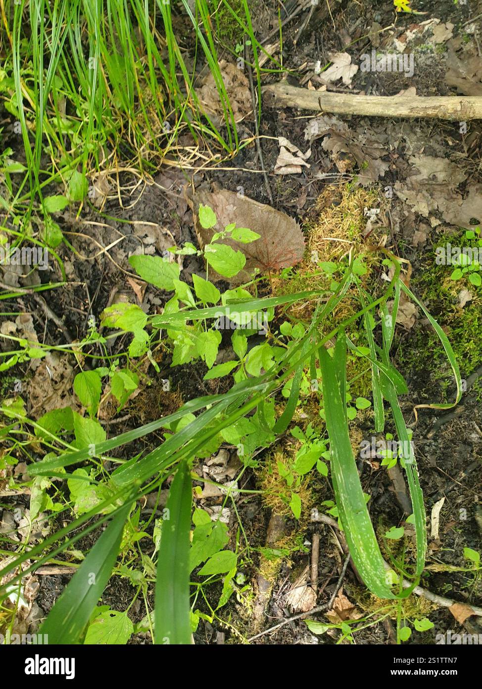 drooping woodreed (Cinna latifolia Stock Photo - Alamy