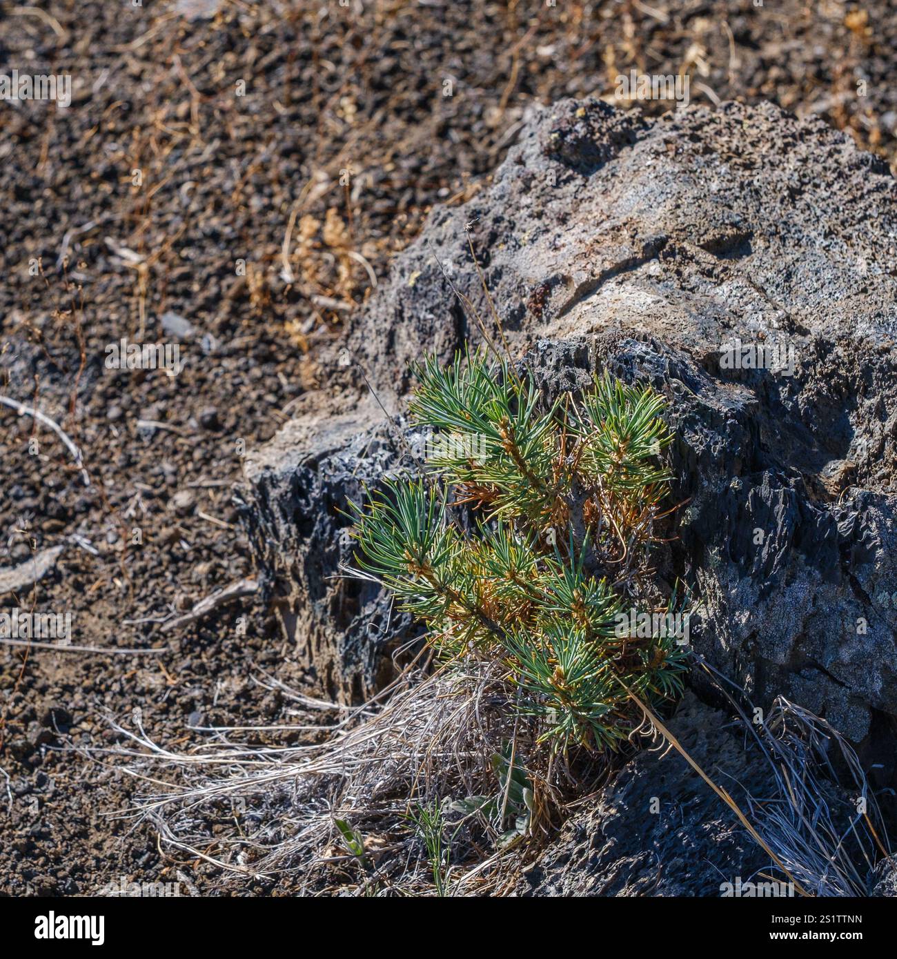 limber pine (Pinus flexilis Stock Photo - Alamy