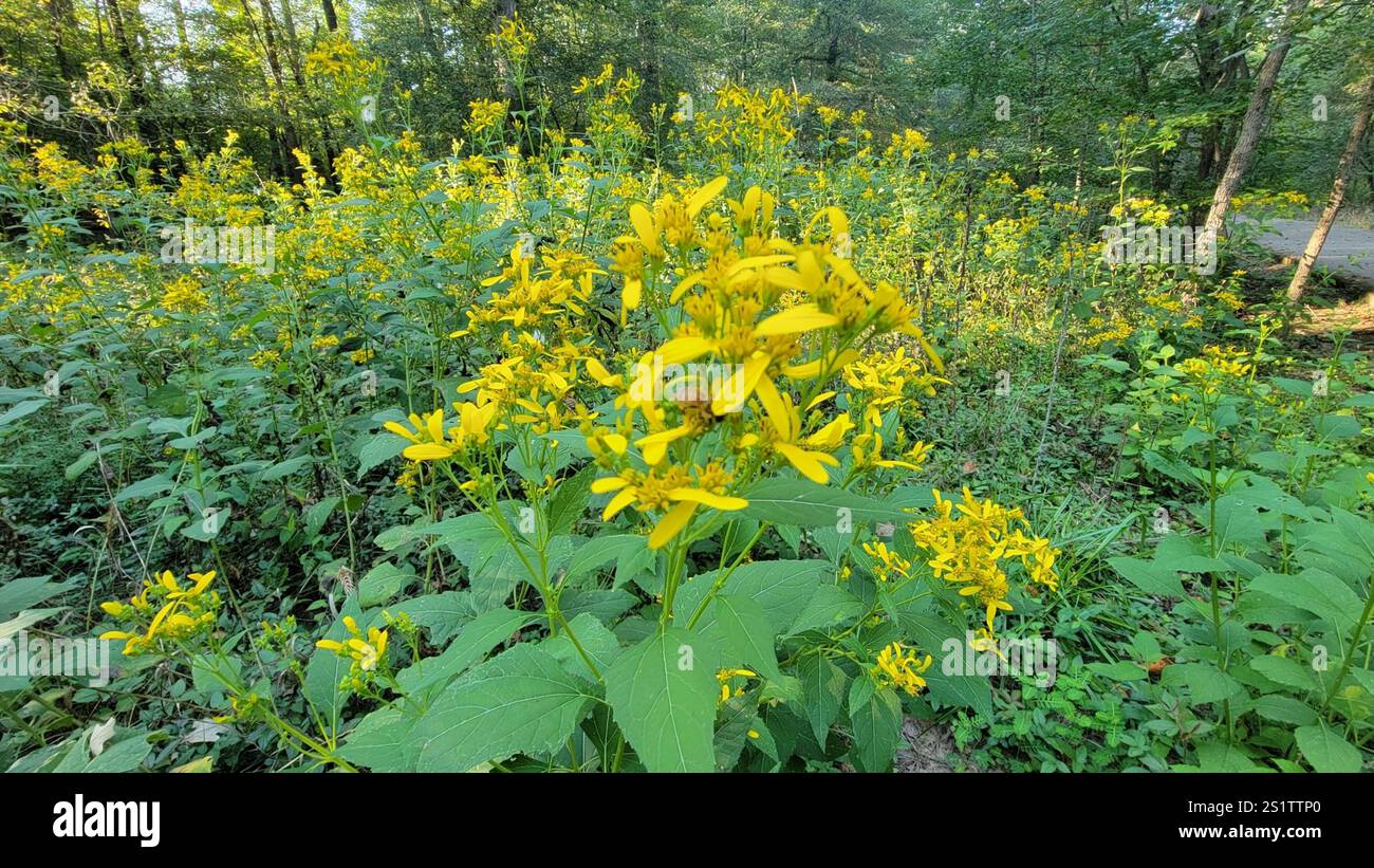 Yellow Crownbeard (Verbesina occidentalis Stock Photo - Alamy