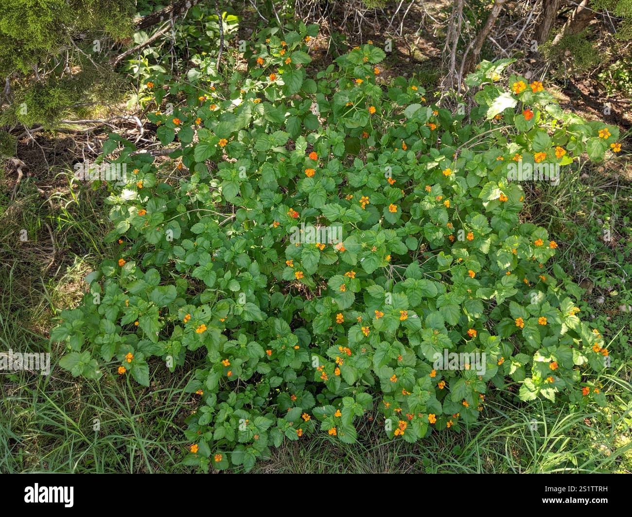 Texas lantana (Lantana urticoides Stock Photo - Alamy