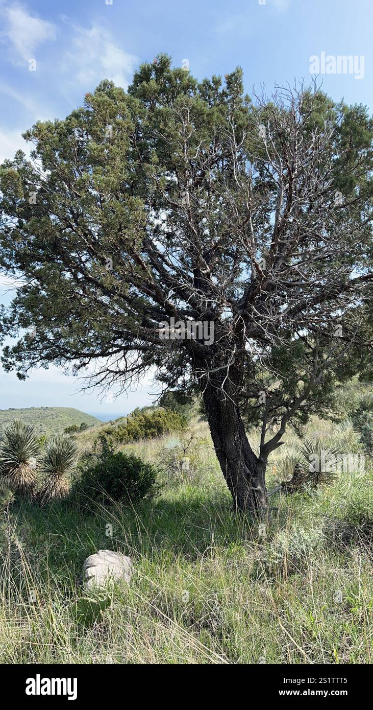 alligator juniper (Juniperus deppeana Stock Photo - Alamy