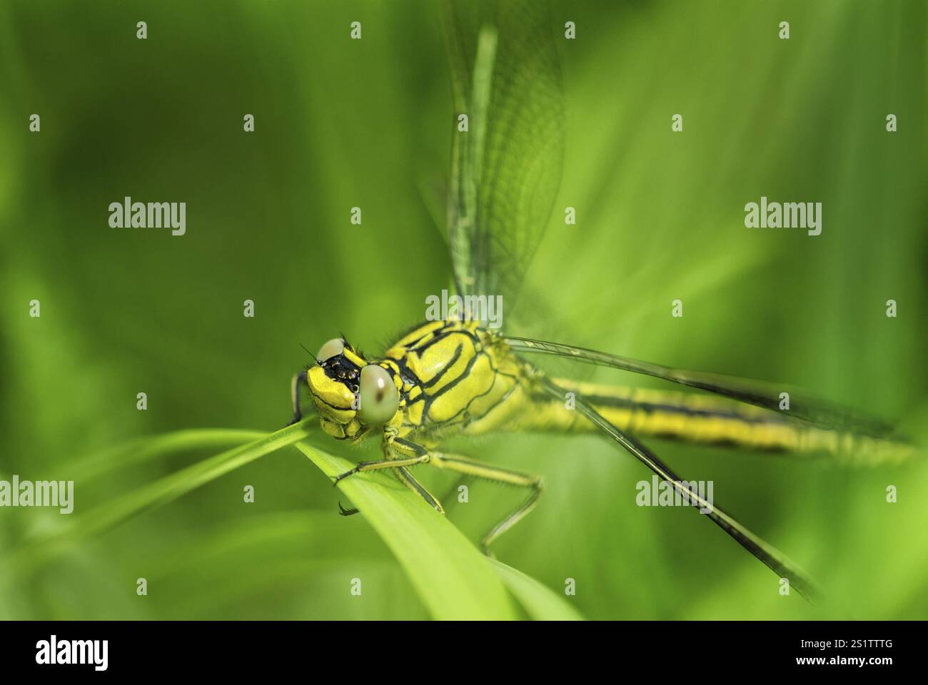Yellow dragonfly in a natural environment Stock Photo - Alamy