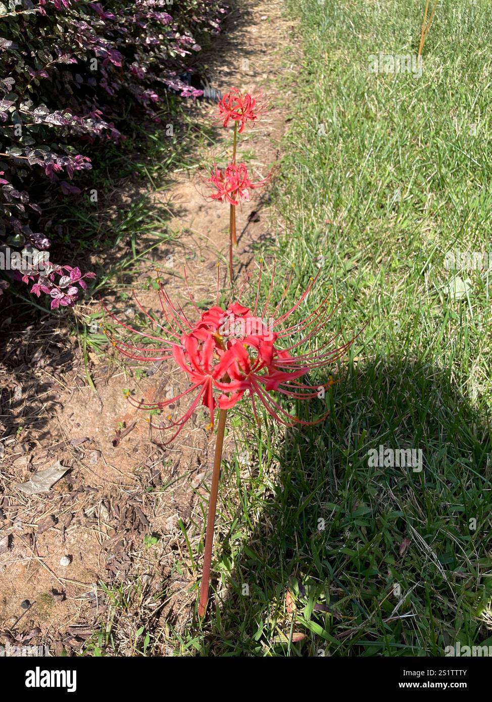 red spider lily (Lycoris radiata Stock Photo - Alamy