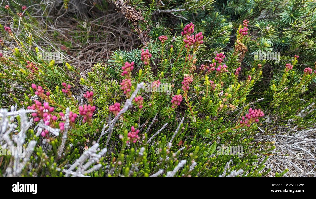 pink mountainheath (Phyllodoce empetriformis Stock Photo - Alamy