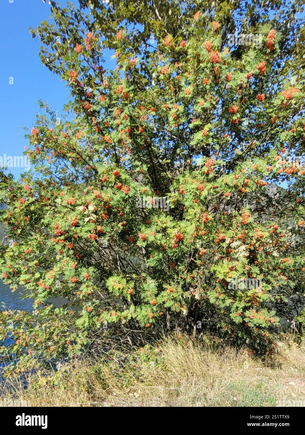 European mountain ash (Sorbus aucuparia Stock Photo - Alamy