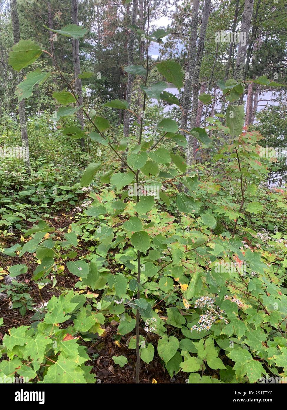 bigtooth aspen (Populus grandidentata Stock Photo - Alamy