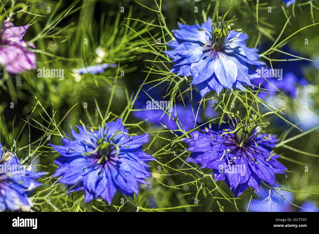 Beautiful blue wildflower with filigree leaves the maiden in the green ...