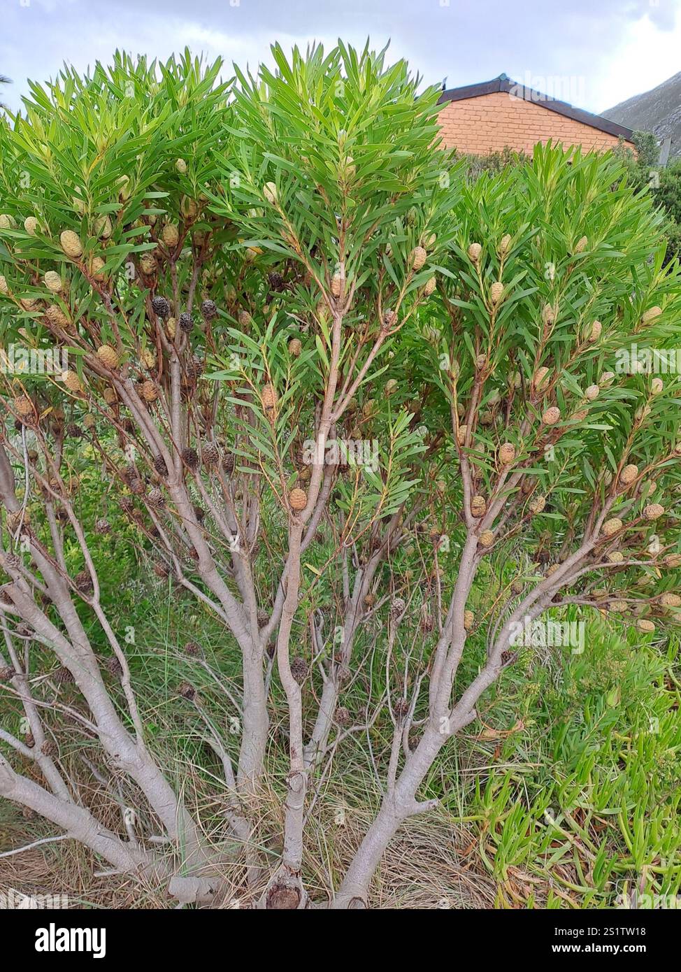 Dune Conebush (Leucadendron coniferum Stock Photo - Alamy