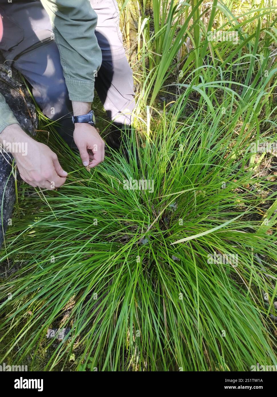 inflated sedge (Carex vesicaria Stock Photo - Alamy