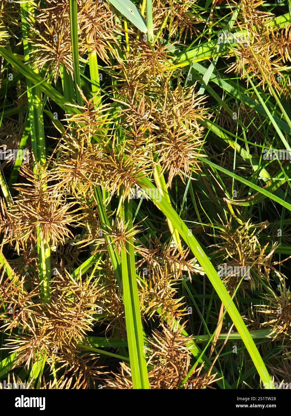 redroot flatsedge (Cyperus erythrorhizos Stock Photo - Alamy