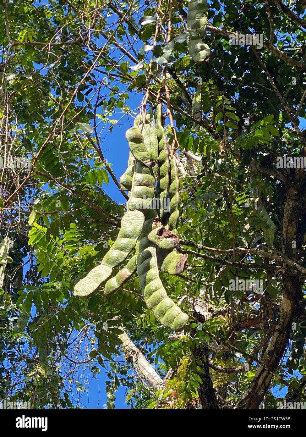 Matchbox Bean (Entada phaseoloides Stock Photo - Alamy