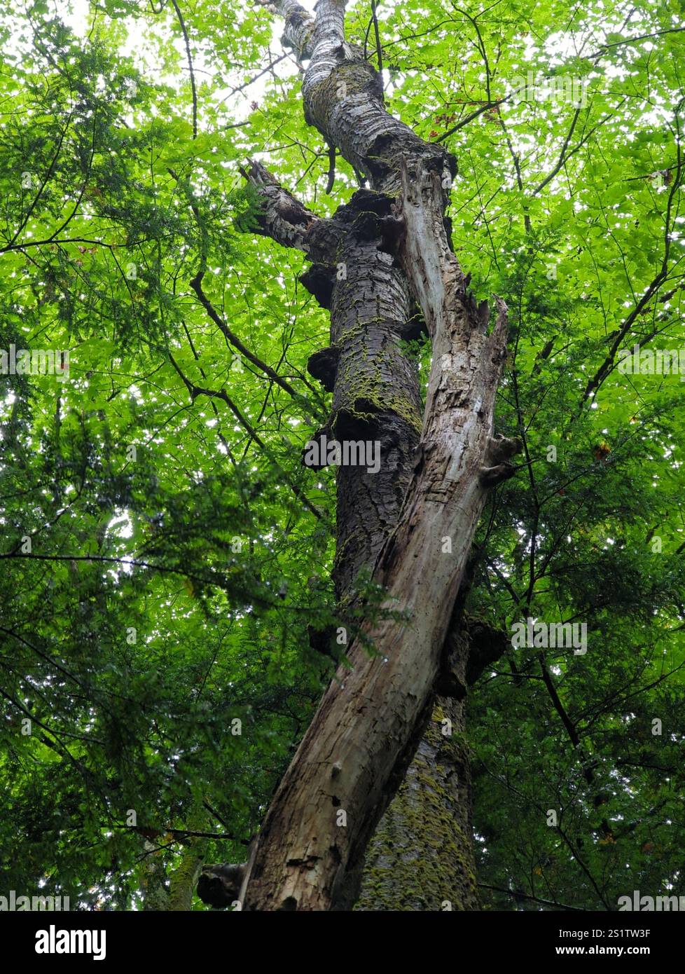 bigtooth aspen (Populus grandidentata Stock Photo - Alamy