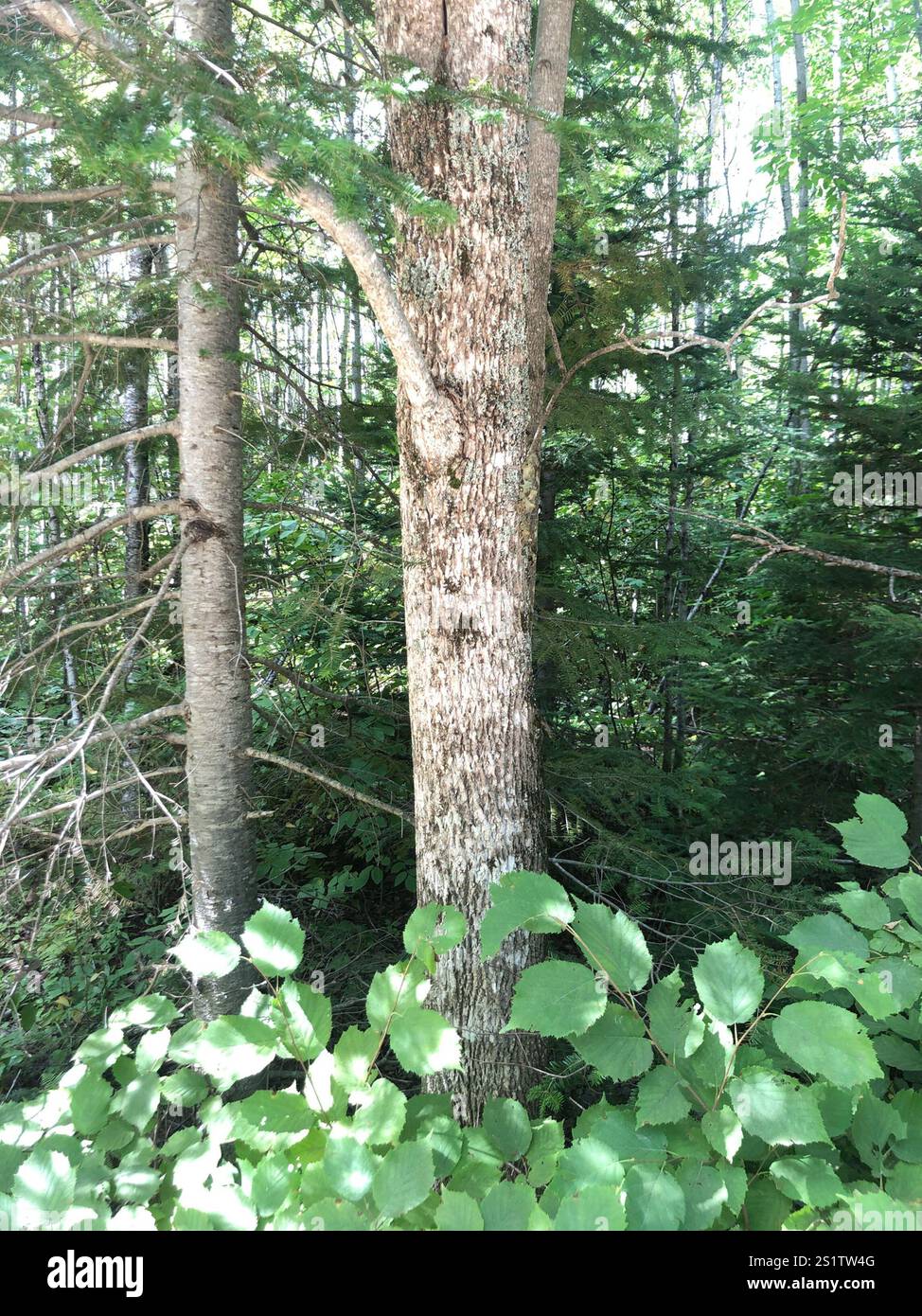 white ash (Fraxinus americana Stock Photo - Alamy