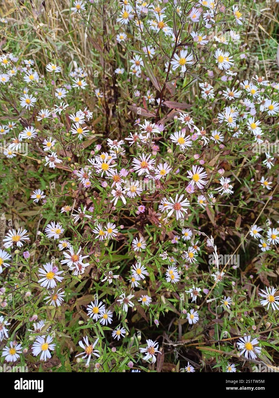 New York aster (Symphyotrichum novi-belgii Stock Photo - Alamy