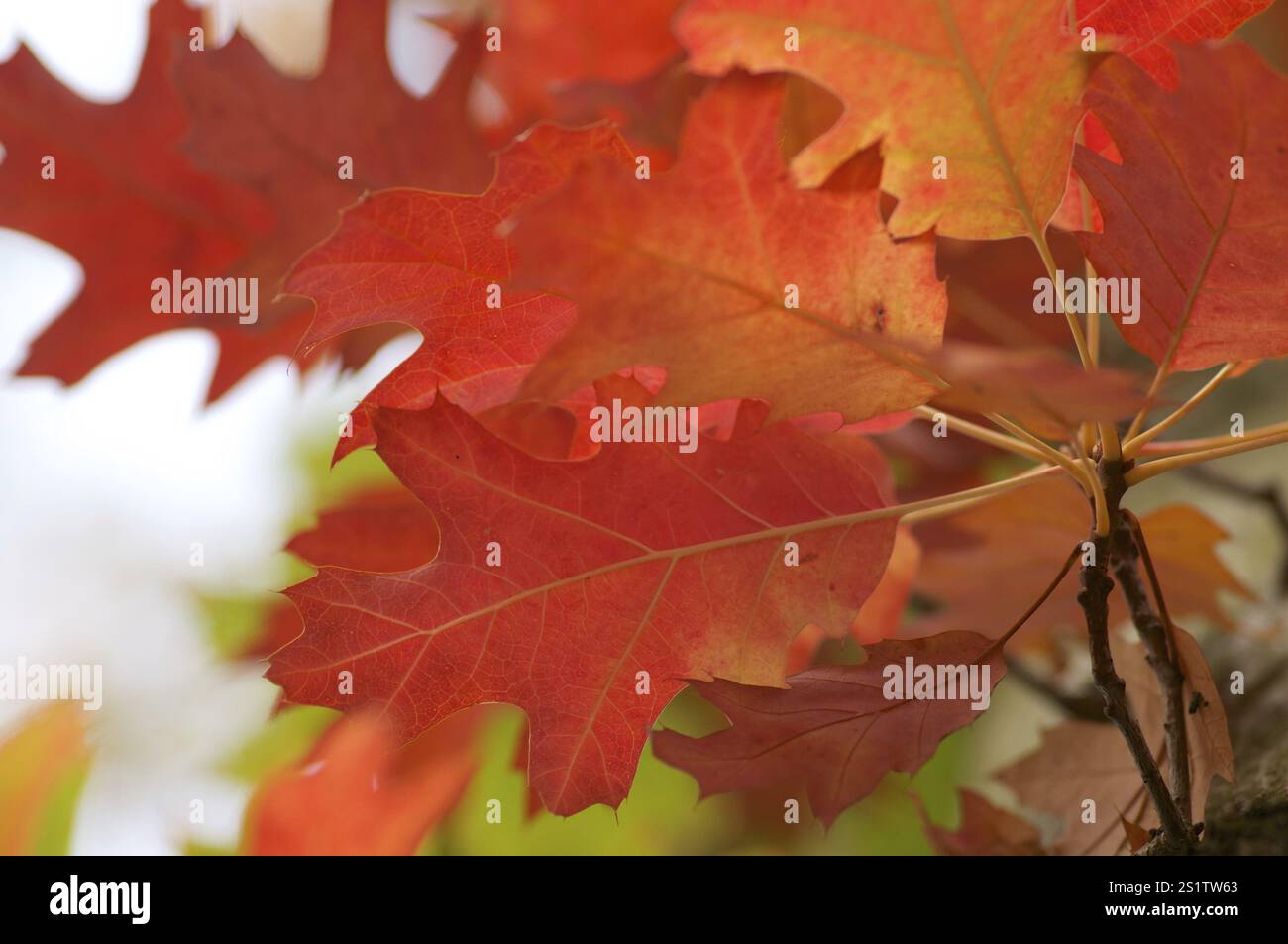 Autumn leaves of the red oak Stock Photo - Alamy