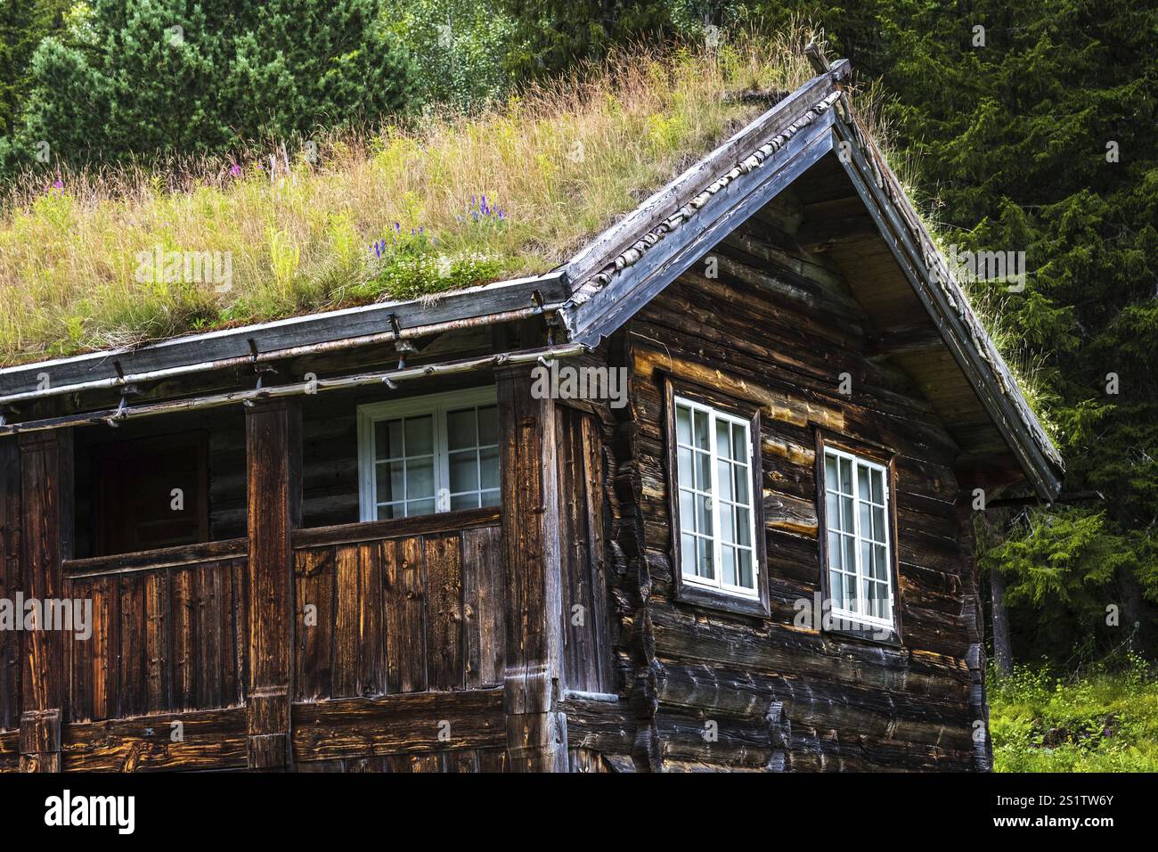 Traditional Timber house with grass roof in the Setesdal in Norway in ...