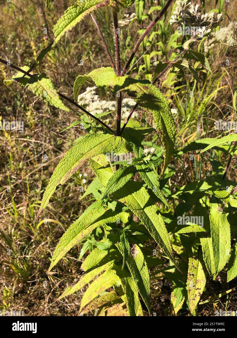 common boneset (Eupatorium perfoliatum Stock Photo - Alamy
