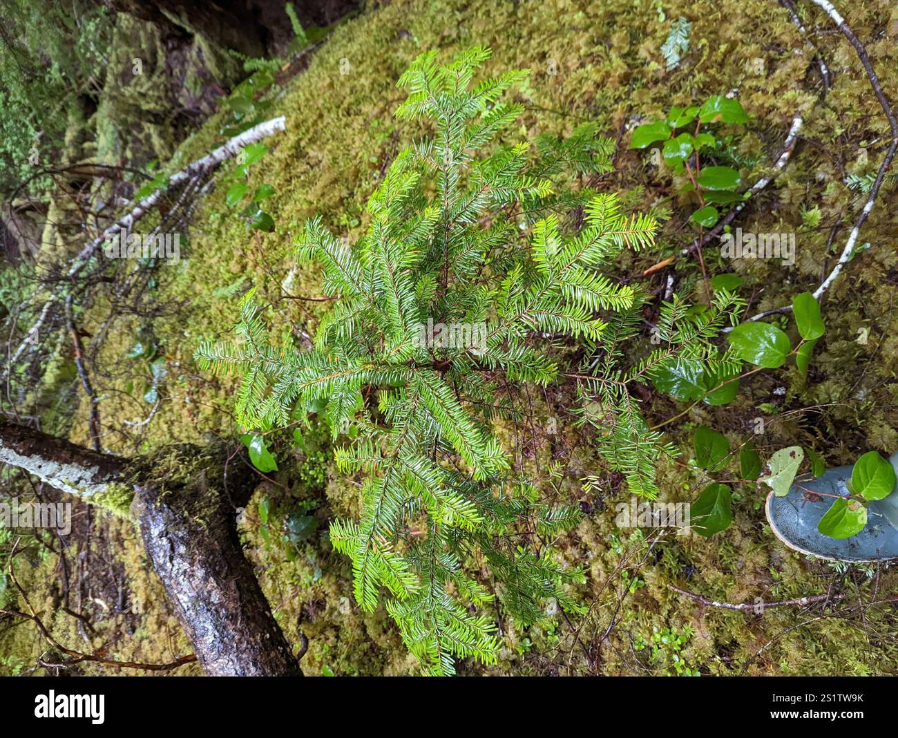 Pacific silver fir (Abies amabilis Stock Photo - Alamy