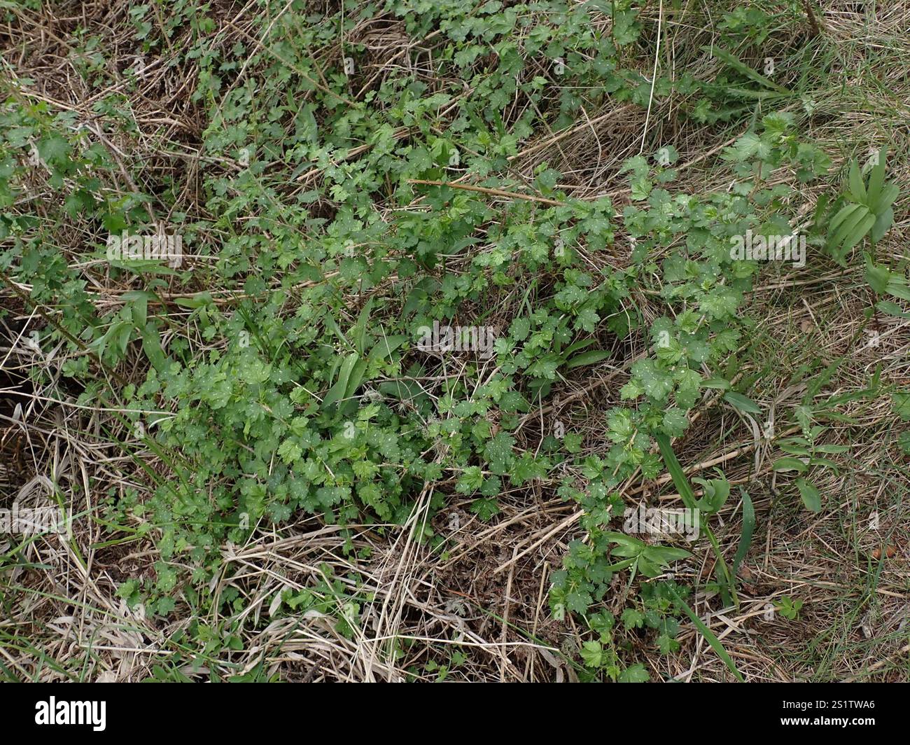 Canadian gooseberry (Ribes oxyacanthoides Stock Photo - Alamy