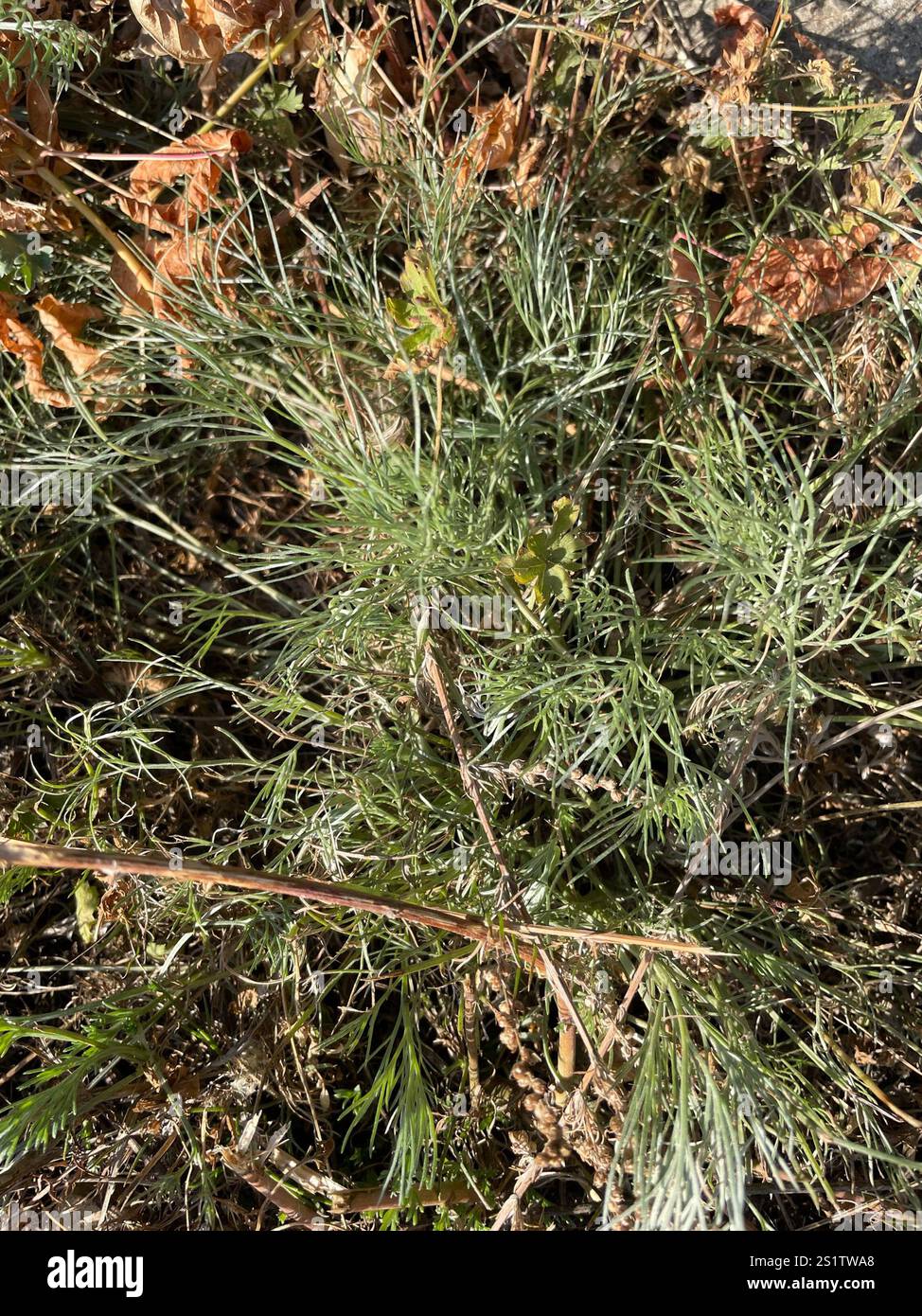 Field Sagewort (Artemisia campestris Stock Photo - Alamy