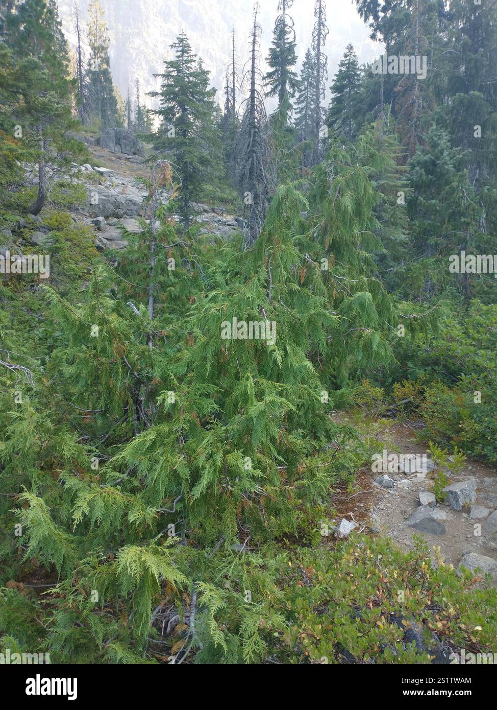 Alaska yellow cedar (Callitropsis nootkatensis Stock Photo - Alamy