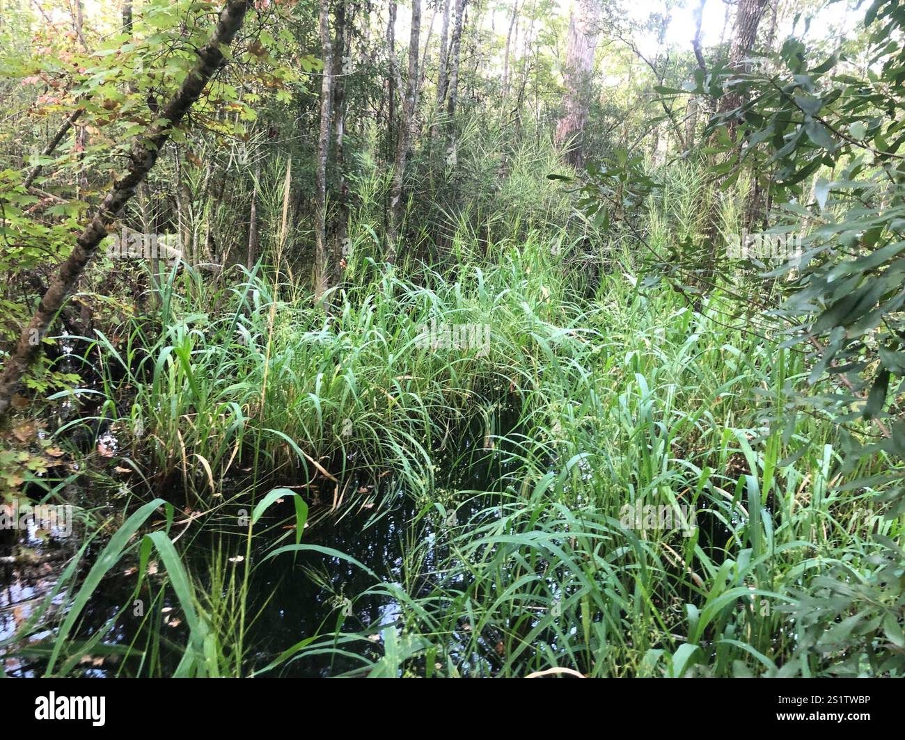 annual wild rice (Zizania aquatica Stock Photo - Alamy