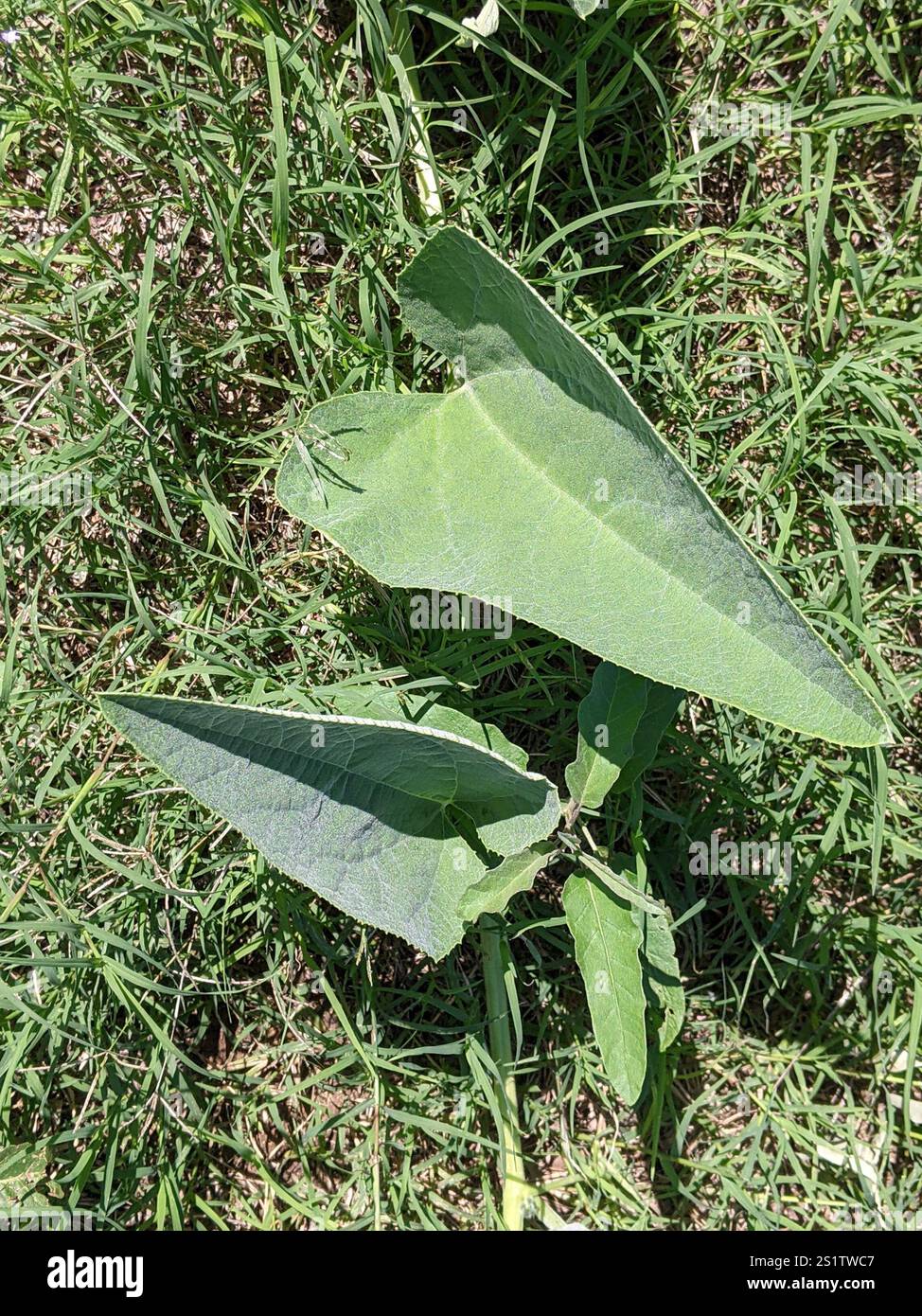 Buffalo Gourd (Cucurbita foetidissima Stock Photo - Alamy