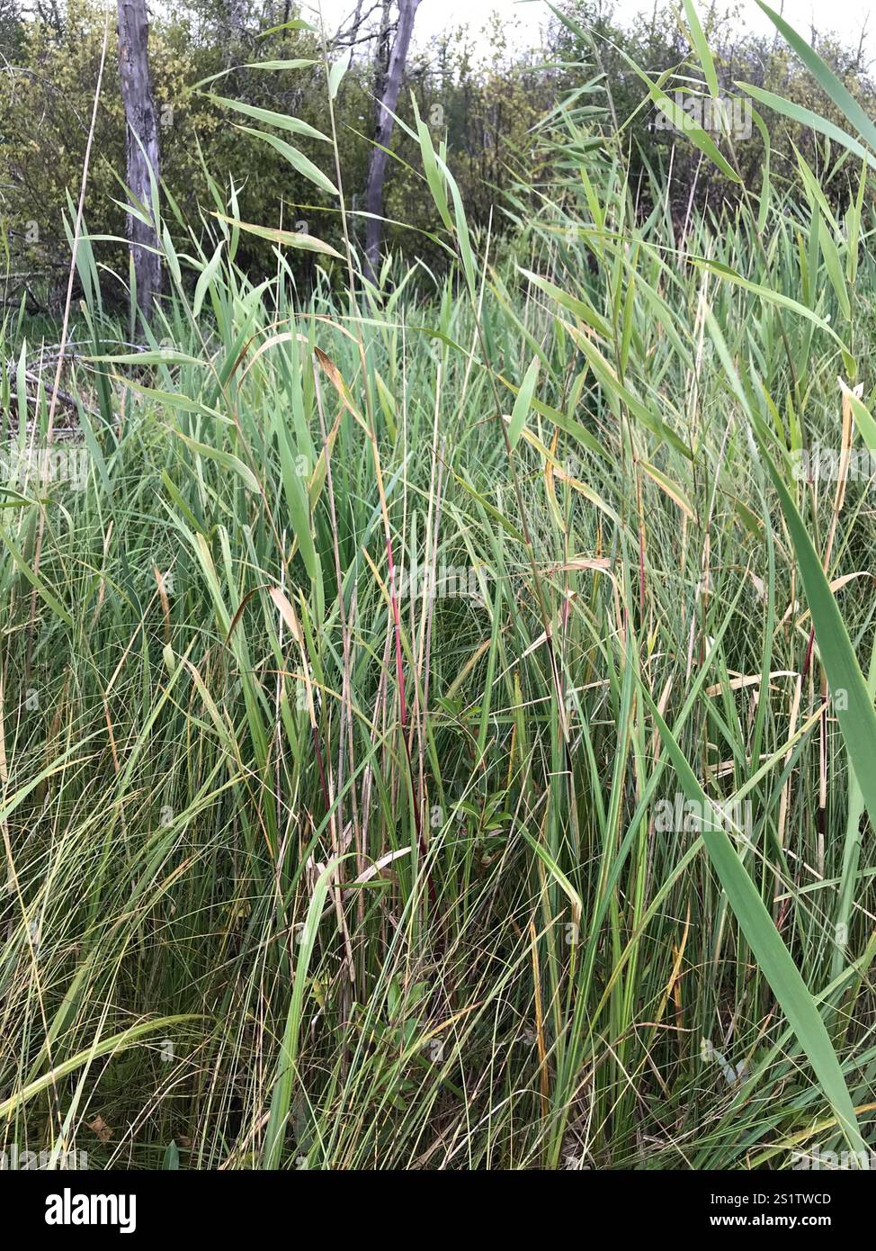 common reed (Phragmites australis Stock Photo - Alamy