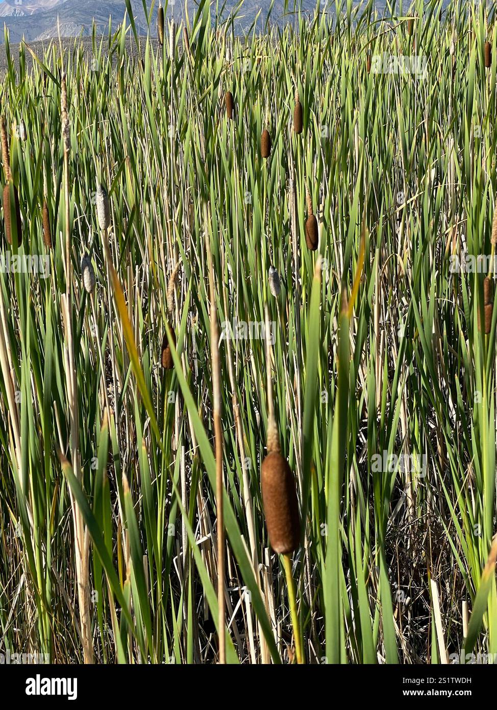 broadleaf cattail (Typha latifolia Stock Photo - Alamy