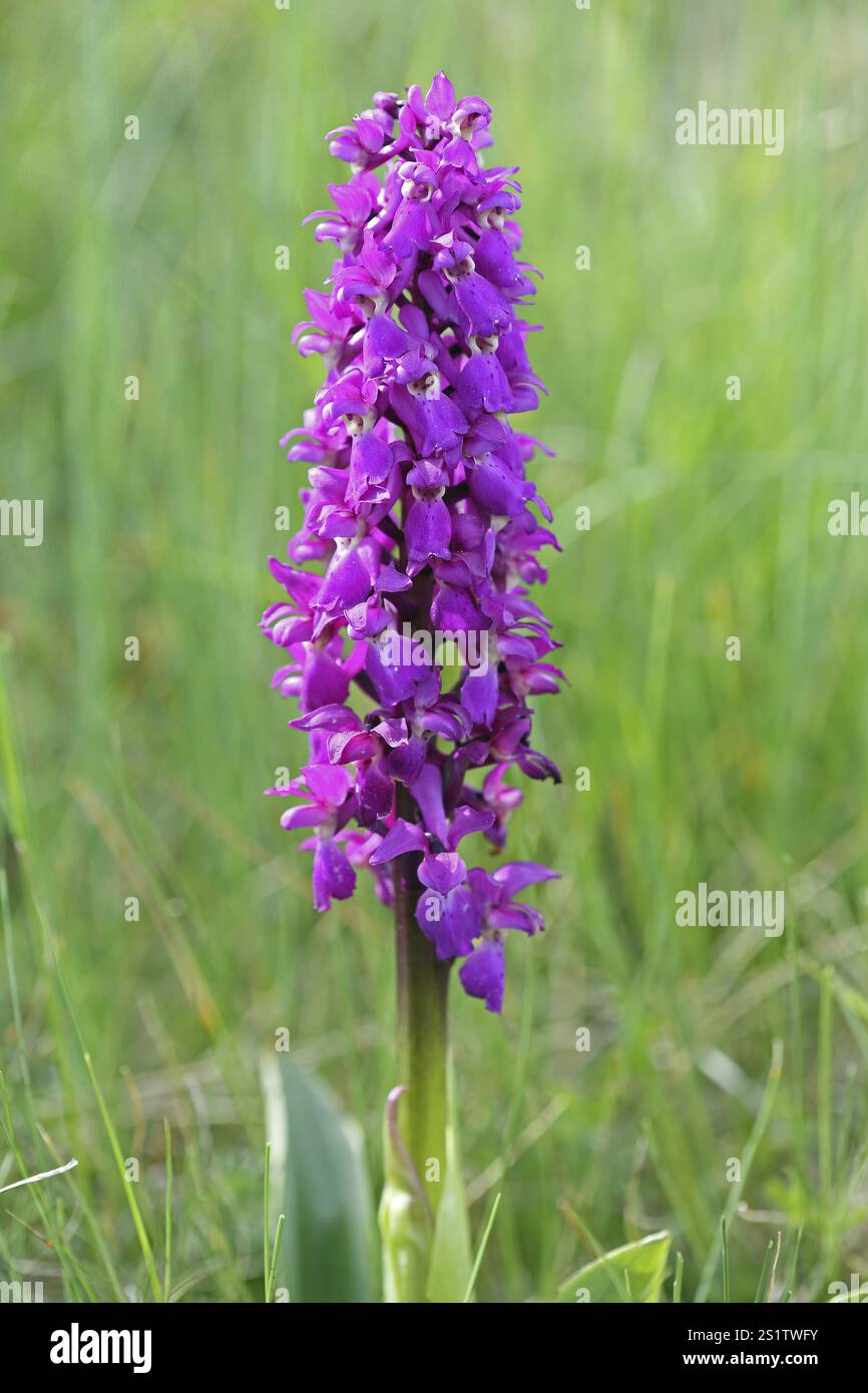 Early purple orchid, Orchis mascula Stock Photo - Alamy