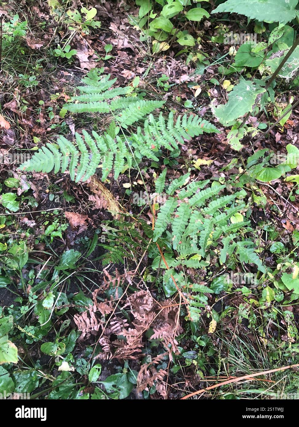 eagle fern (Pteridium aquilinum latiusculum Stock Photo - Alamy