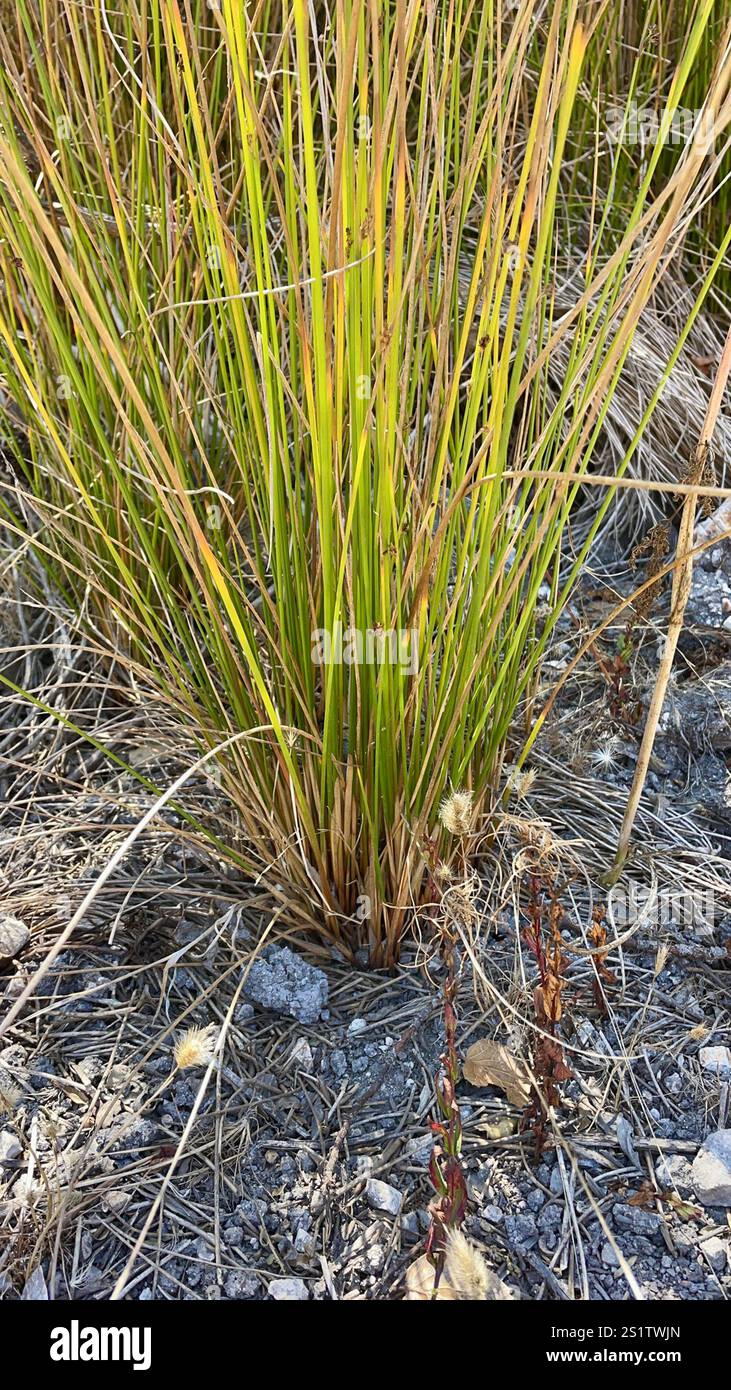 grasses, sedges, cattails, and allies (Poales Stock Photo - Alamy