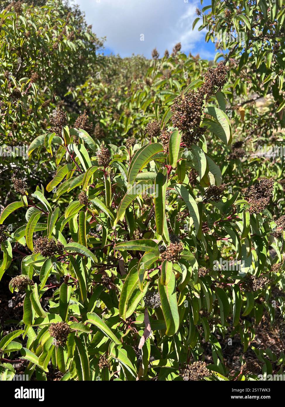 laurel sumac (Malosma laurina Stock Photo - Alamy