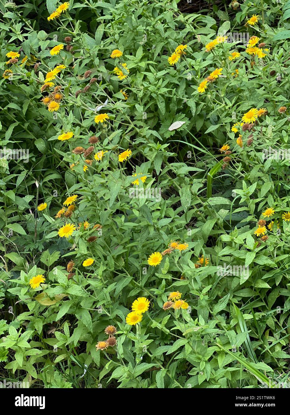Common Fleabane (Pulicaria dysenterica Stock Photo - Alamy