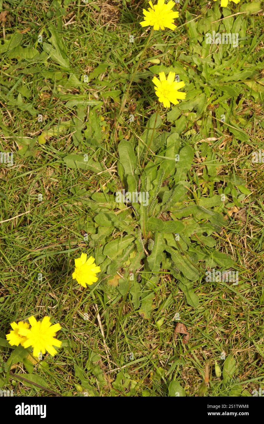 Common Cat's-ear (Hypochaeris radicata Stock Photo - Alamy