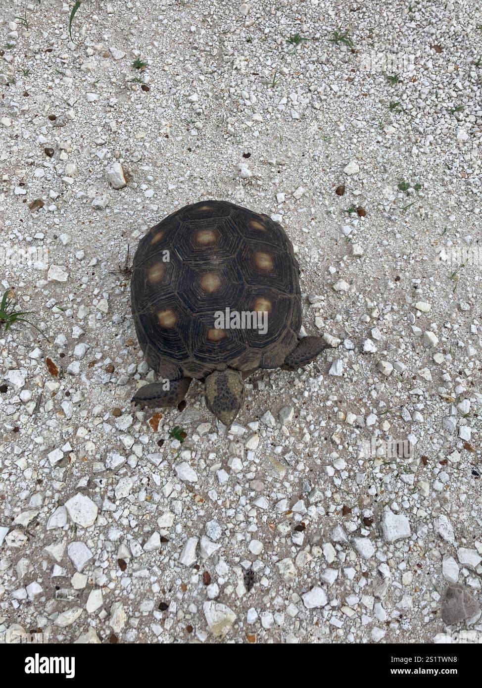 Texas Tortoise (Gopherus berlandieri Stock Photo - Alamy