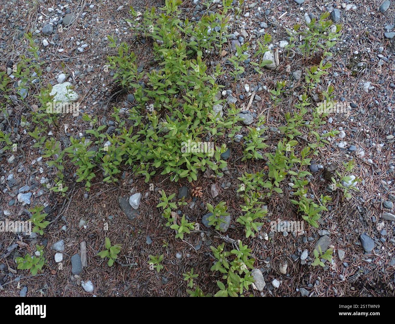 Northern Comandra (Geocaulon lividum Stock Photo - Alamy