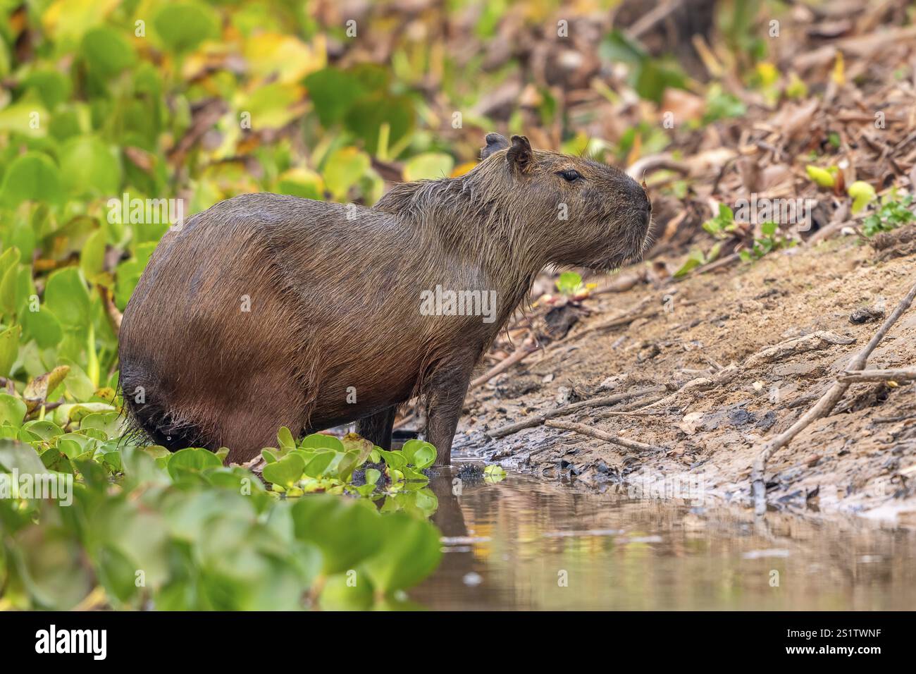 Capybara or capybara (Hydrochoerus hydrochaeris), Pantanal, inland ...