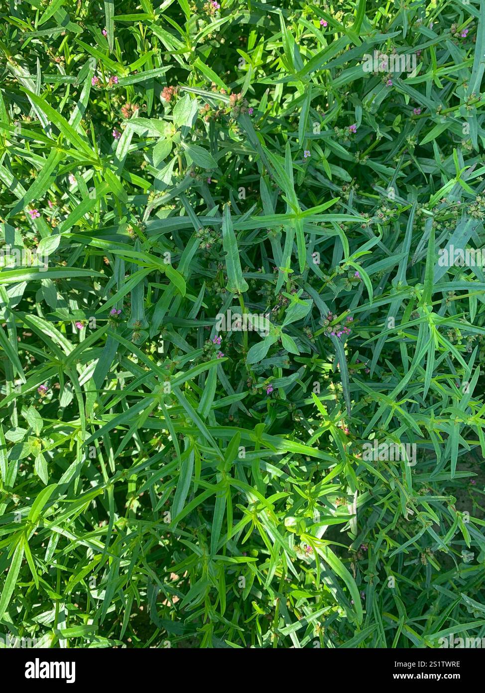 Scarlet Toothcup (Ammannia coccinea Stock Photo - Alamy