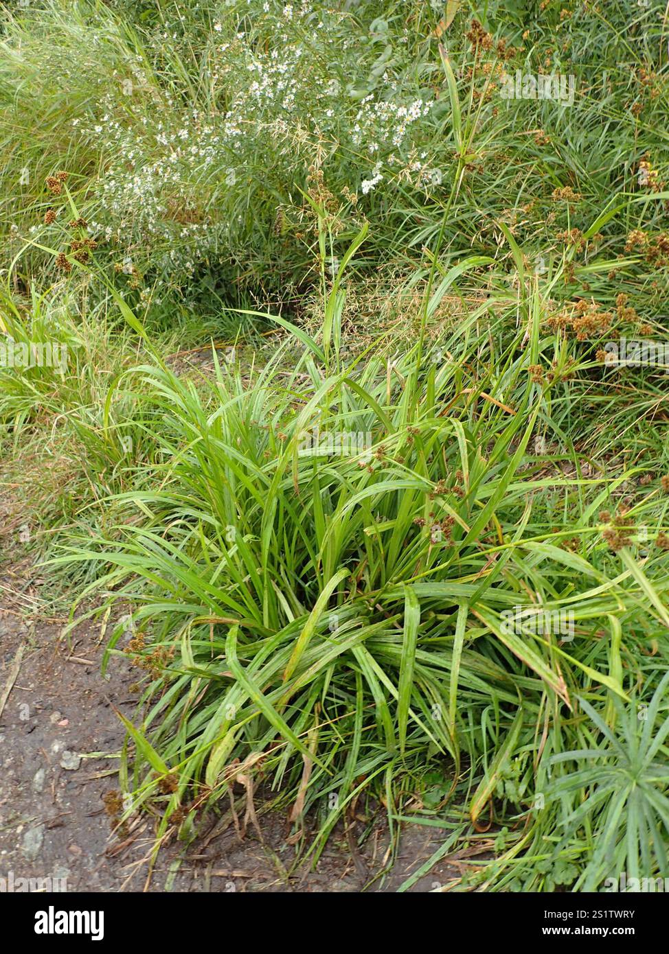 dark green bulrush (Scirpus atrovirens Stock Photo - Alamy