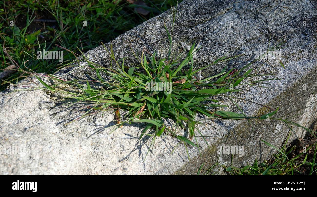 Hairy Crabgrass (Digitaria sanguinalis Stock Photo - Alamy