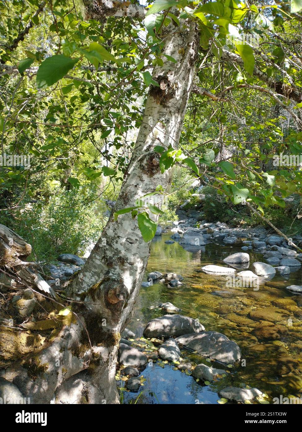 white alder (Alnus rhombifolia Stock Photo - Alamy