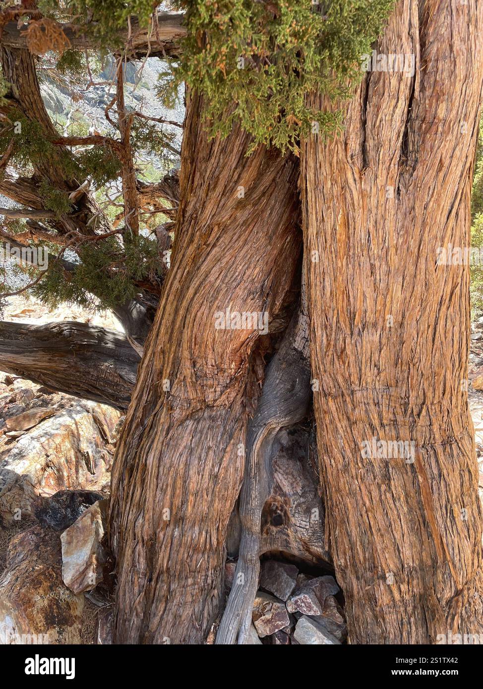 Sierra juniper (Juniperus grandis Stock Photo - Alamy