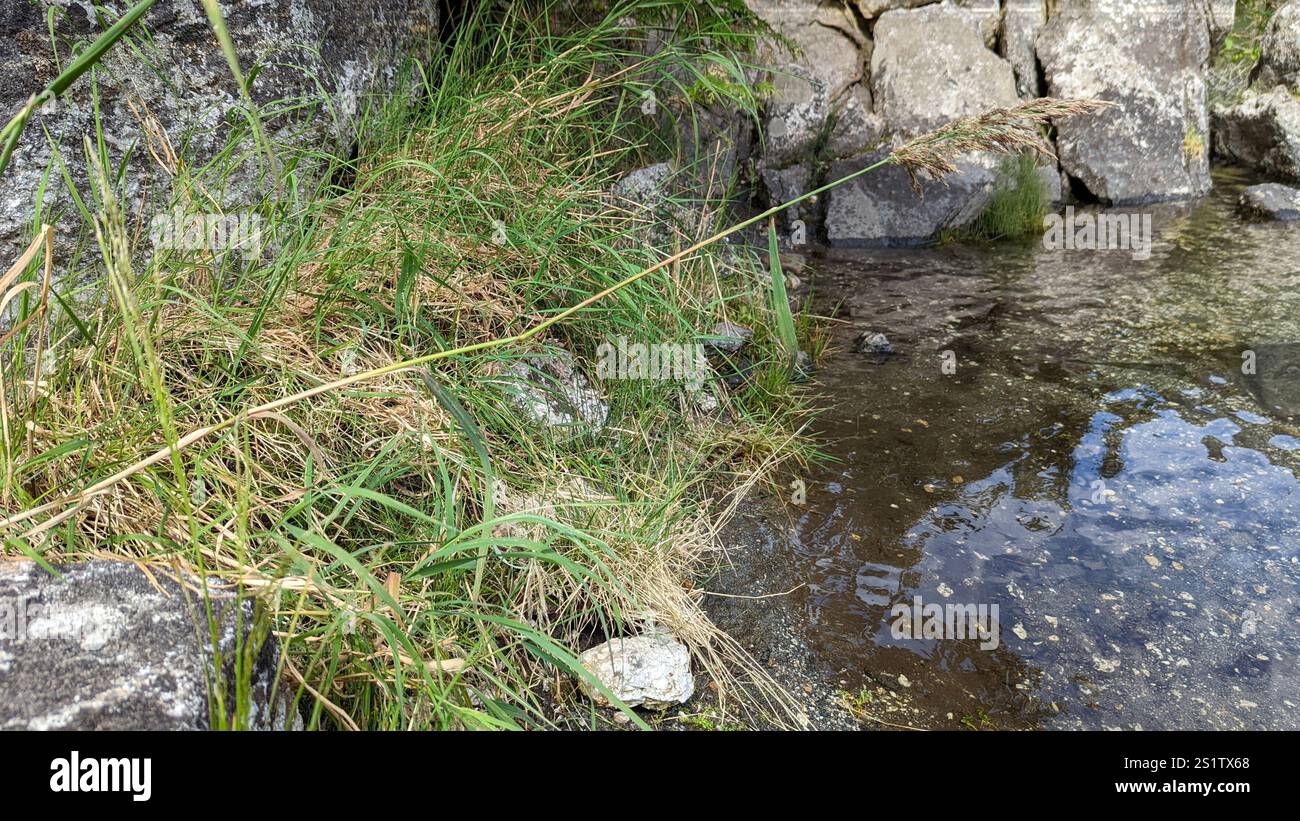 canadian bluejoint (Calamagrostis canadensis Stock Photo - Alamy