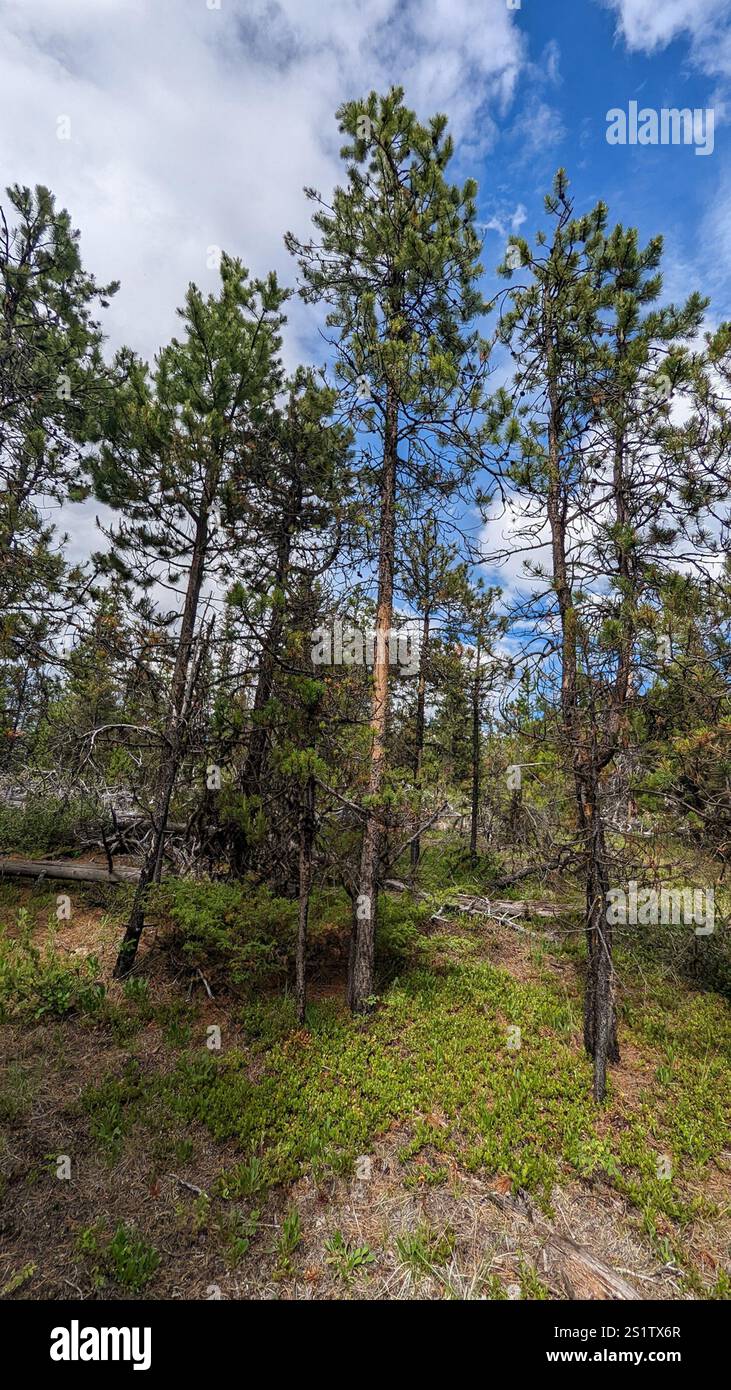 lodgepole pine (Pinus contorta Stock Photo - Alamy