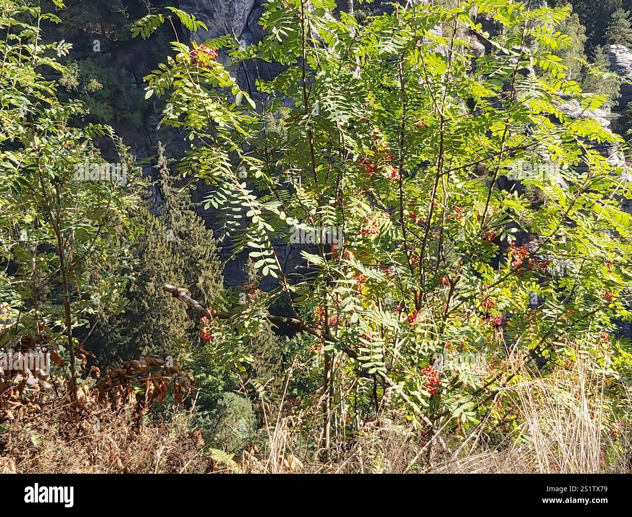 European mountain ash (Sorbus aucuparia Stock Photo - Alamy